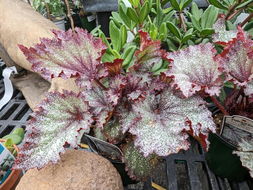 Photo of the entire plant of Rex Begonia (Begonia Jurassic Jr.™ Purple ...