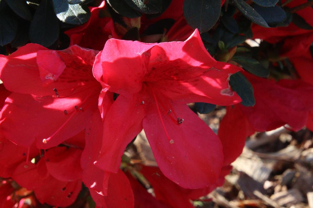 Azalea (Rhododendron Encore® Autumn Bonfire™) in the Rhododendrons ...