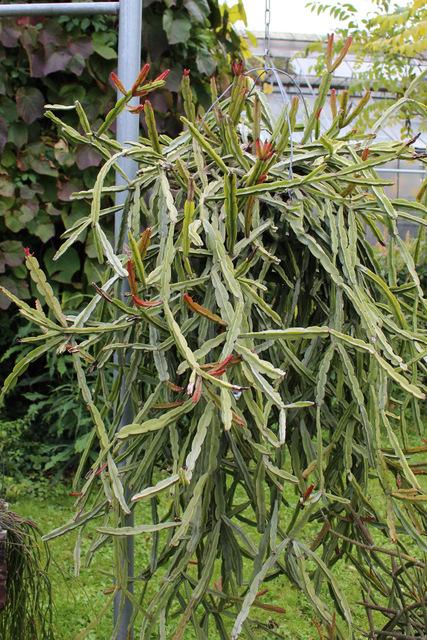 Photo of the entire plant of Chain Cactus (Rhipsalis paradoxa) posted ...
