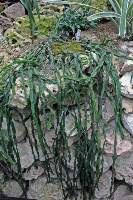 Chain Cactus (Rhipsalis paradoxa) - Garden.org