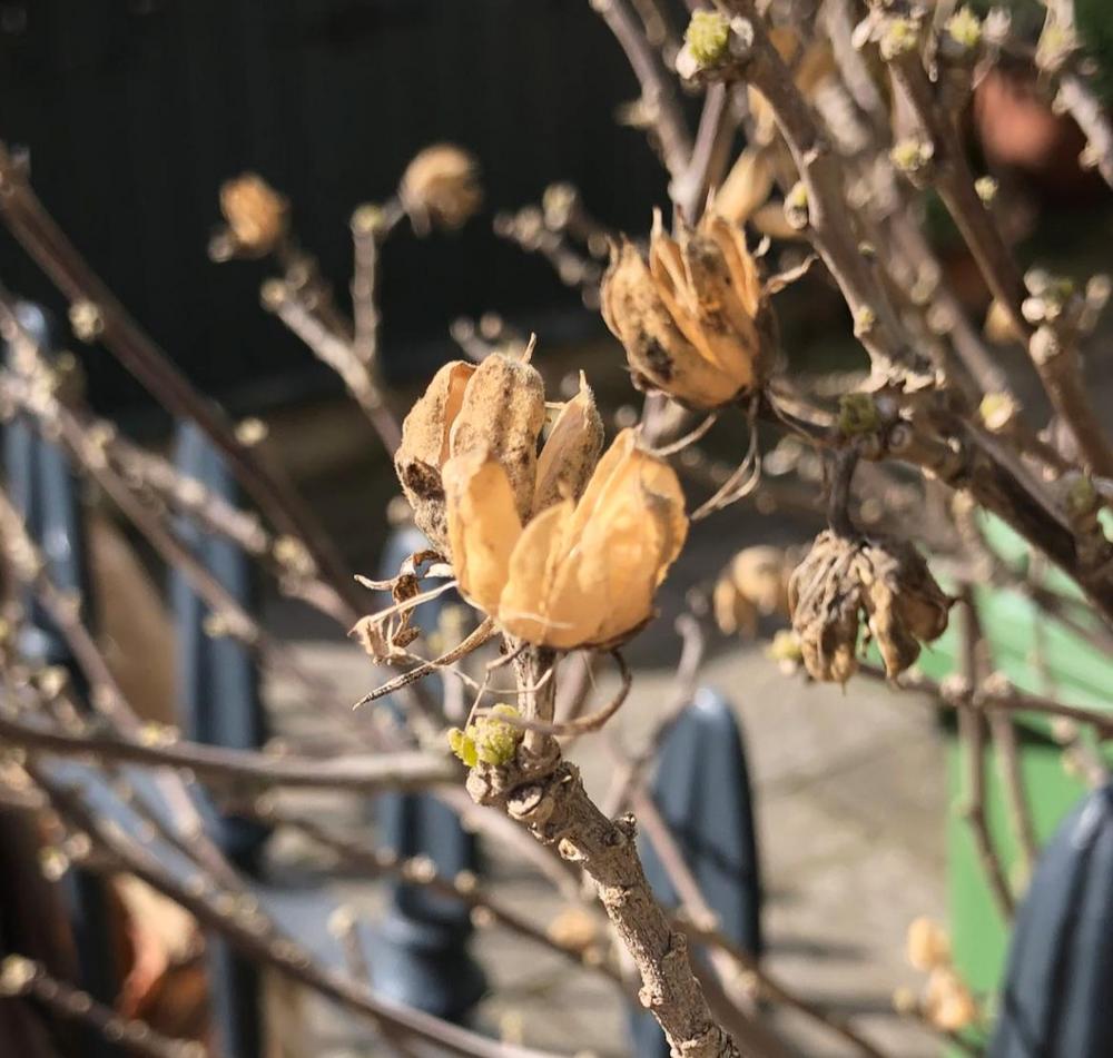 Tissue Paper Plant in the Plant ID forum - Garden.org