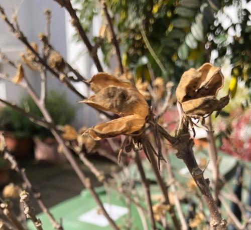 Tissue Paper Plant in the Plant ID forum - Garden.org