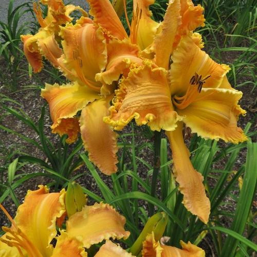 Daylily (Hemerocallis 'Northern Snow Crab') in the Daylilies Database - Garden.org