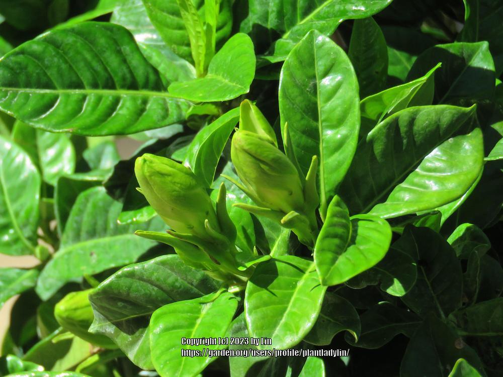 Photo of the closeup of buds, sepals and receptacles of Gardenia ...