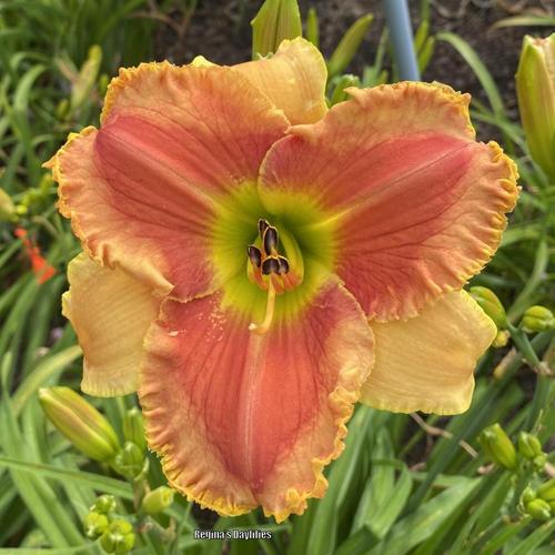 Daylily (Hemerocallis 'Fancy Flamingo') in the Daylilies Database - Garden.org