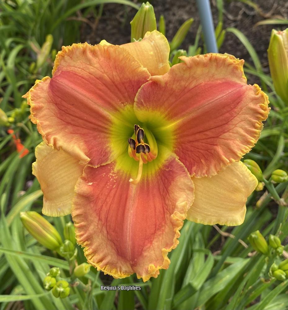 Daylily (Hemerocallis 'Fancy Flamingo') in the Daylilies Database - Garden.org