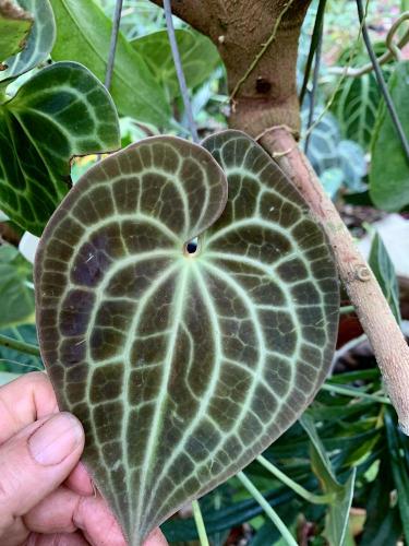 'Endless Forms Most Beautiful' The aroid photo gallery in the ...