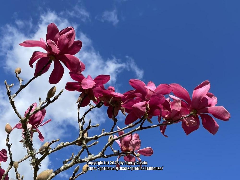 Ruby Magnolia (Magnolia 'Vulcan') in the Magnolias Database - Garden.org