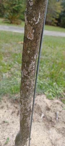 Diseased Ruby Red Grapefruit tree. in the Ask a Question forum - Garden.org