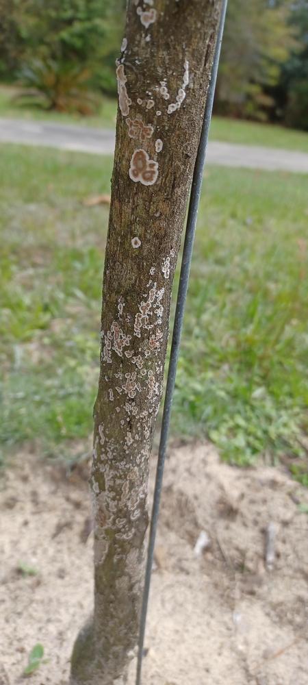 Diseased Ruby Red Grapefruit tree. in the Ask a Question forum - Garden.org