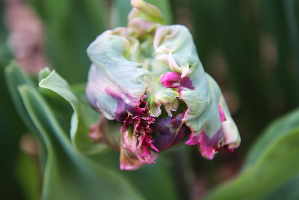 Photo of the closeup of buds, sepals and receptacles of Parrot Tulip ...