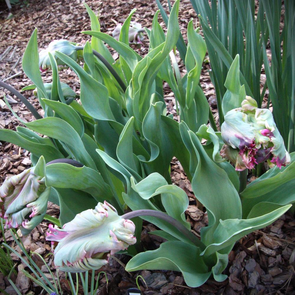 Photo of the entire plant of Parrot Tulip (Tulipa 'Power Parrot ...