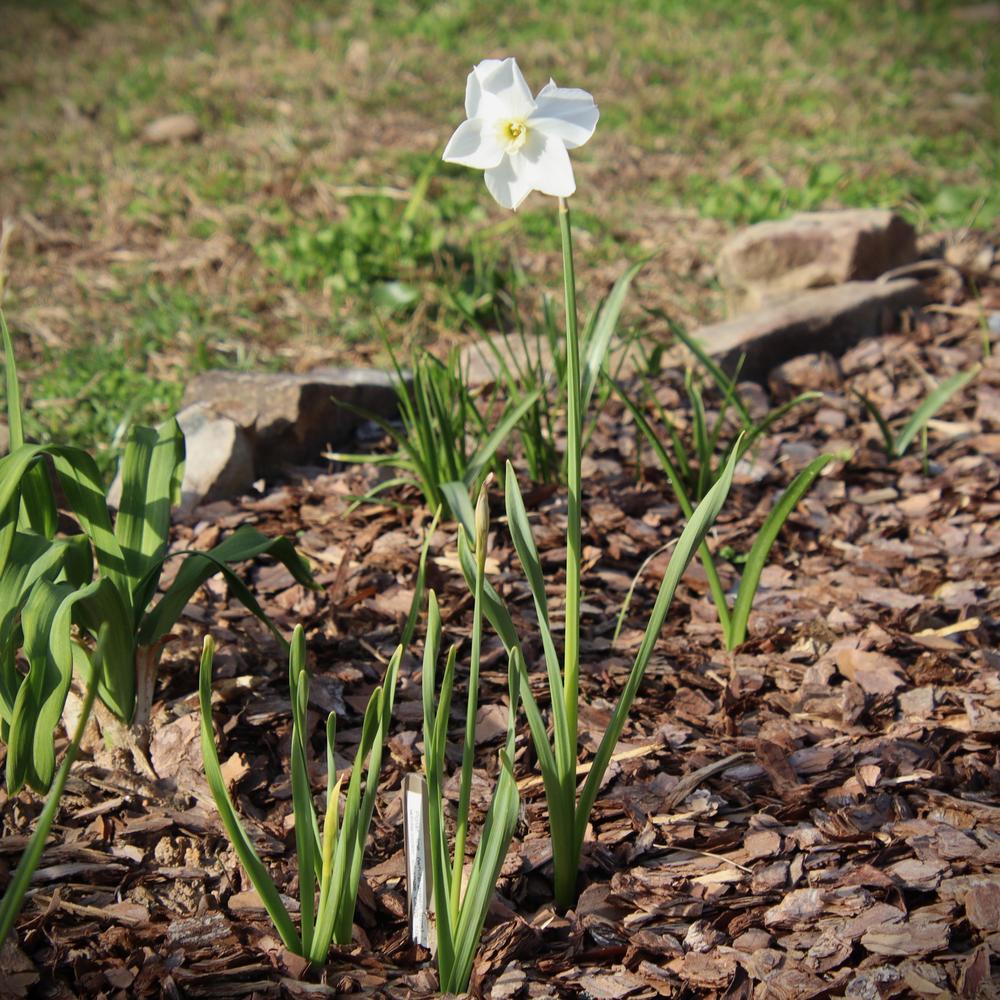 Photo of the entire plant of Small-cupped Daffodil (Narcissus 'Polar ...