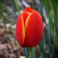 Photo of the bloom of Tulip (Tulipa 'Jan Seignette') posted by LoriMT ...