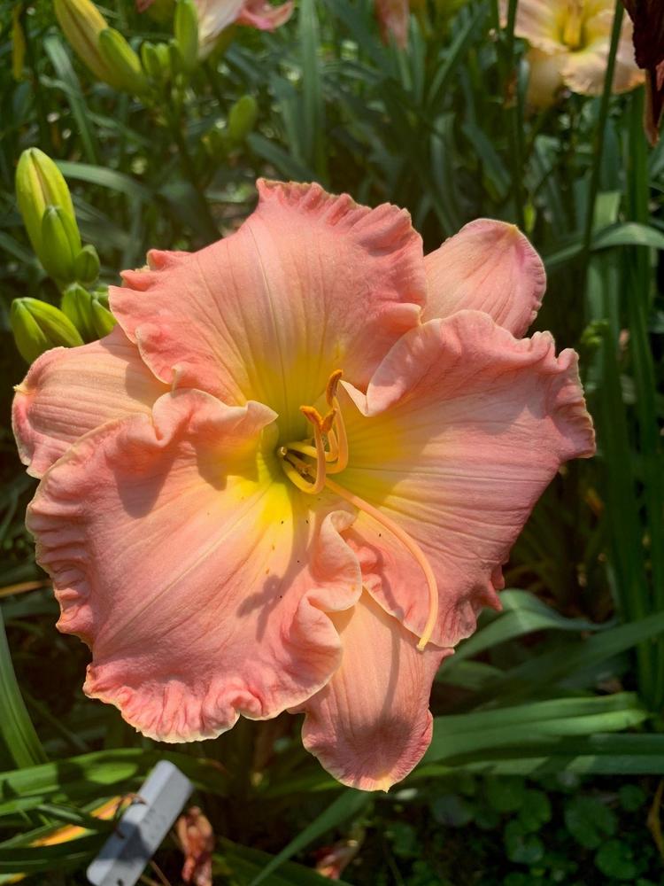 Photo of the bloom of Daylily (Hemerocallis 'Ruth Hanna Brown') posted ...