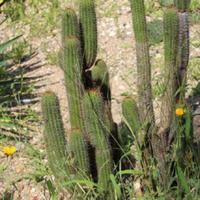 Photo of the entire plant of White Torch Cactus (Soehrensia spachiana ...