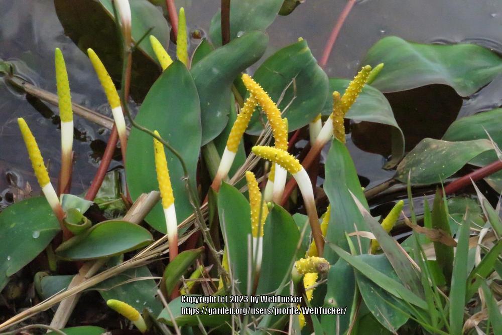 Photo of the bloom of Golden Club (Orontium aquaticum) posted by ...