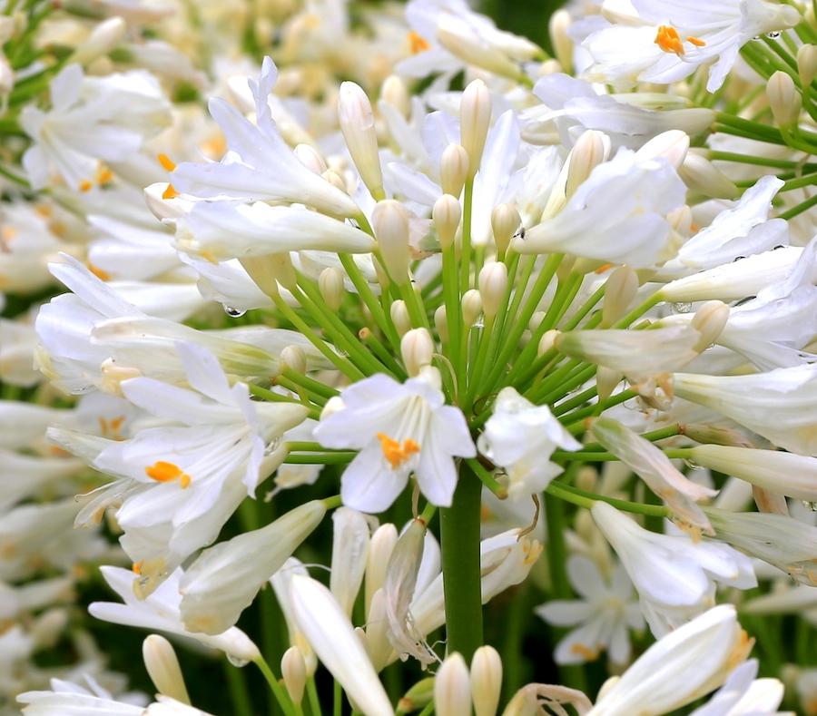 Lily of the Nile (Agapanthus 'Snow Storm') in the Agapanthus Database ...