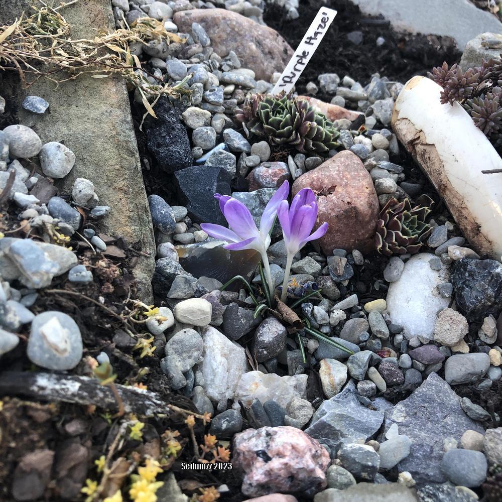 Photo of the entire plant of Snow Crocus (Crocus chrysanthus 'Advance ...