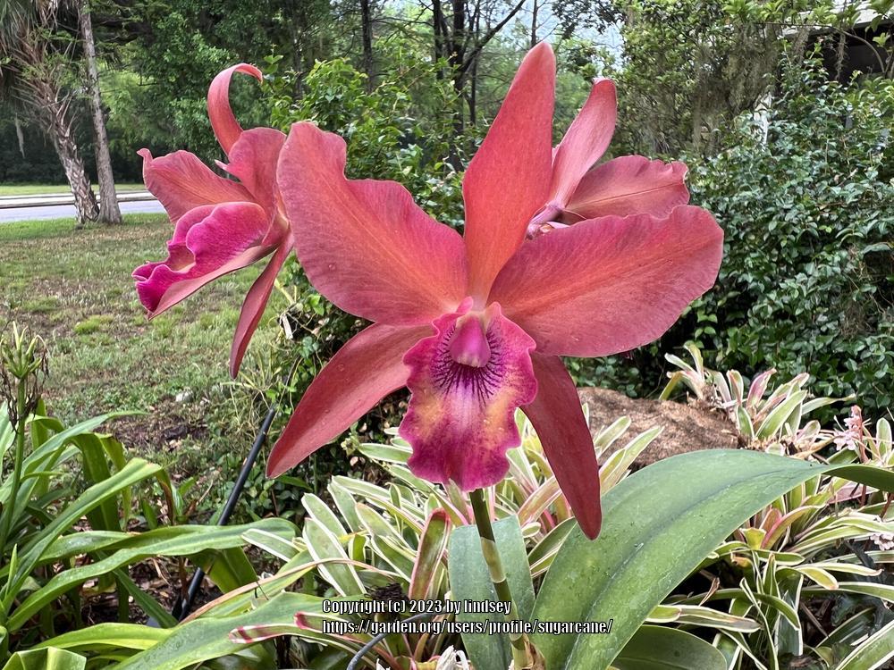 Photo of the bloom of Orchid (Rechingerara Honky Tonk Woman 'Goliath's ...