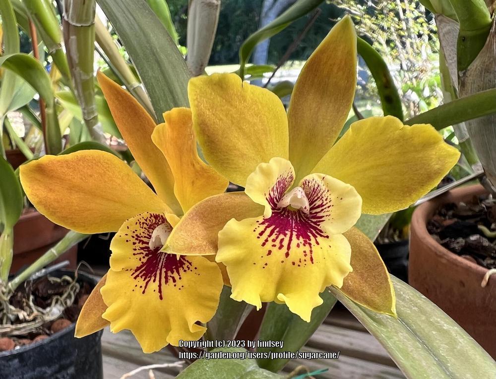 Viewing post #2896060 by sugarcane - Garden.org