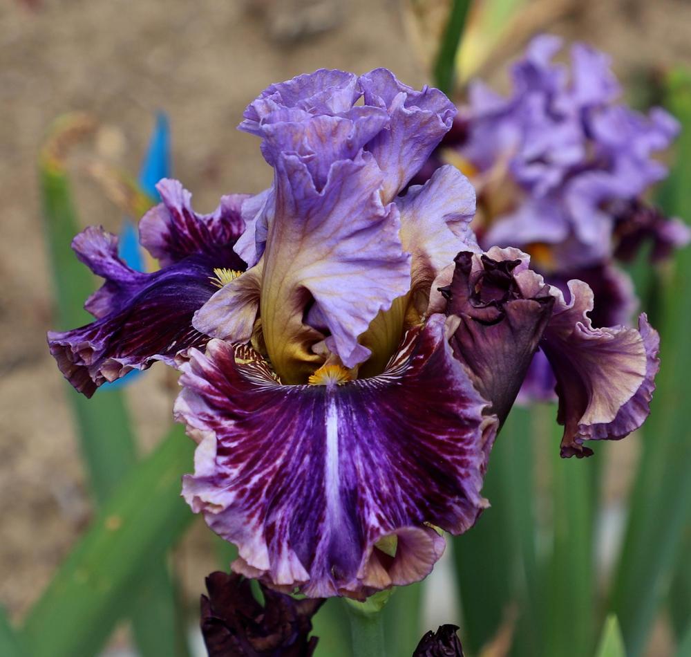 Tall Bearded Iris (Iris 'Chamber of Secrets') in the Irises Database ...