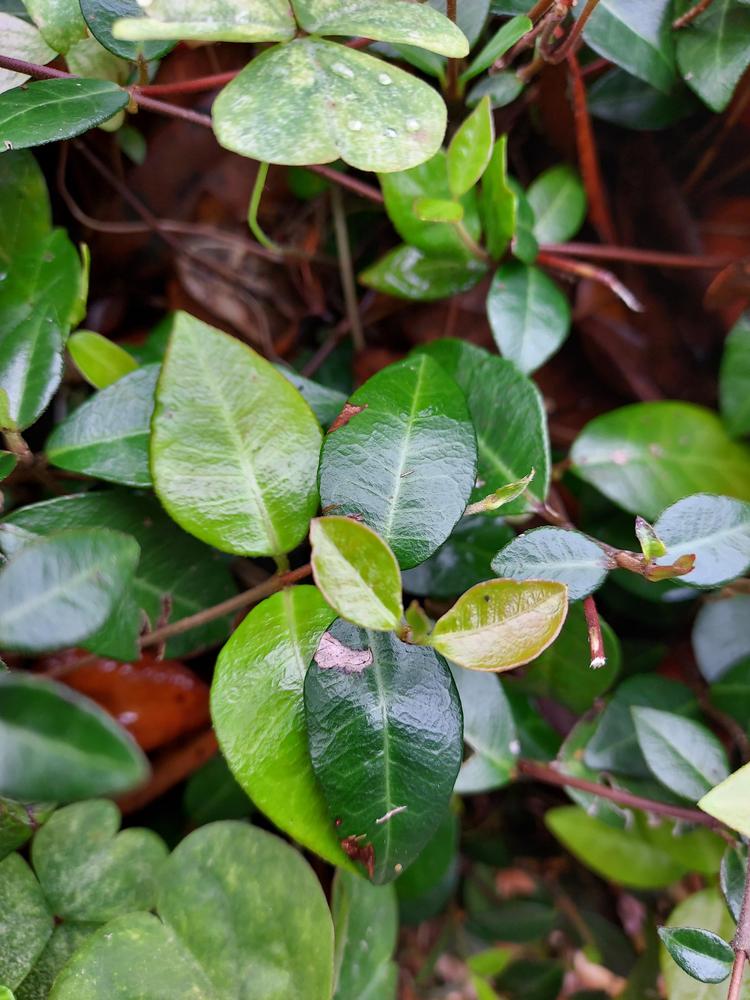 Destroying Star Jasmine weed in the Ask a Question forum - Garden.org