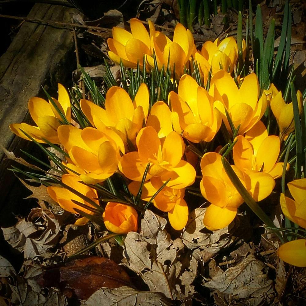 Photo of the entire plant of Snow Crocus (Crocus chrysanthus ...