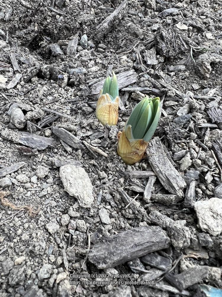 Photo of the emerging growth of Foxtail Lily (Eremurus 'Romance ...