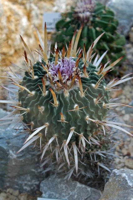 Stenocactus (Stenocactus phyllacanthus) - Garden.org