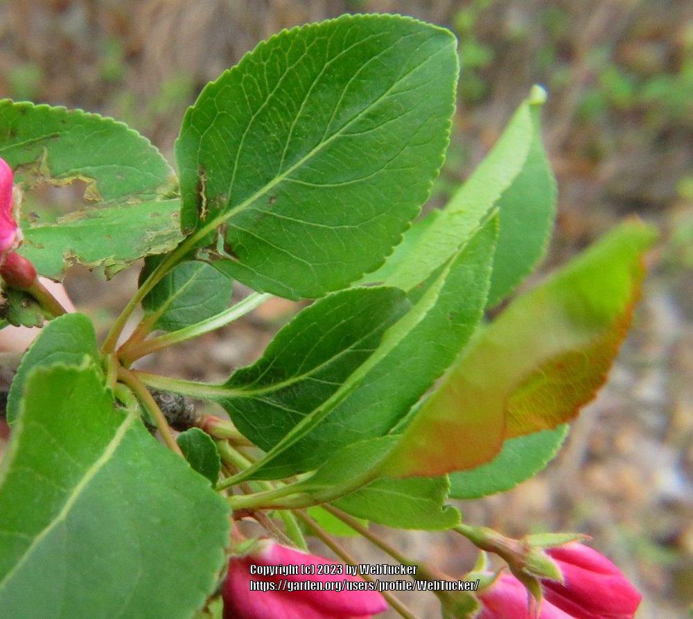 Photo of the leaves of Southern Crabapple (Malus angustifolia) posted ...