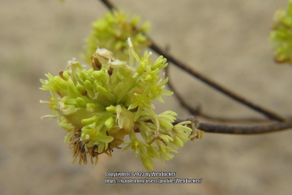 Photo of the bloom of Lindera subcoriacea posted by WebTucker - Garden.org