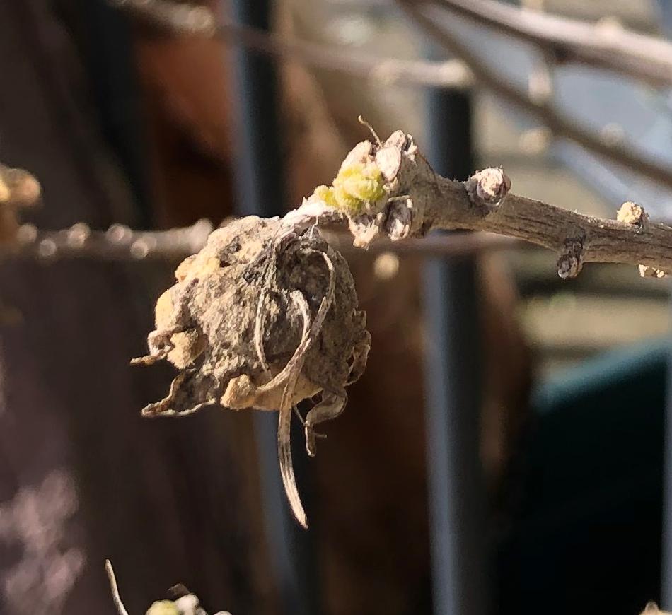 Tissue Paper Plant in the Plant ID forum - Garden.org