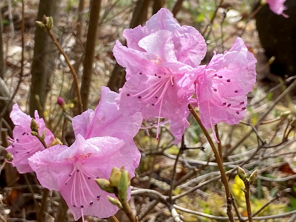Photo of the bloom of Korean Rhododendron (Rhododendron mucronulatum ...