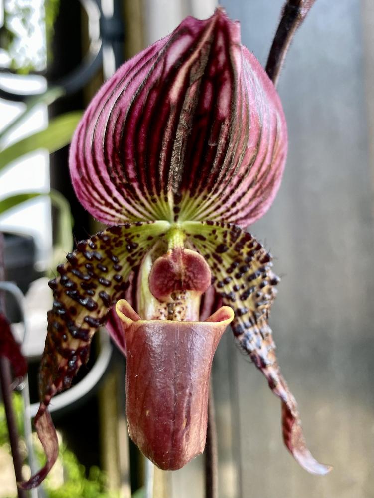 Photo of the bloom of Slipper Orchid (Paphiopedilum Red Dragon) posted by csandt - Garden.org
