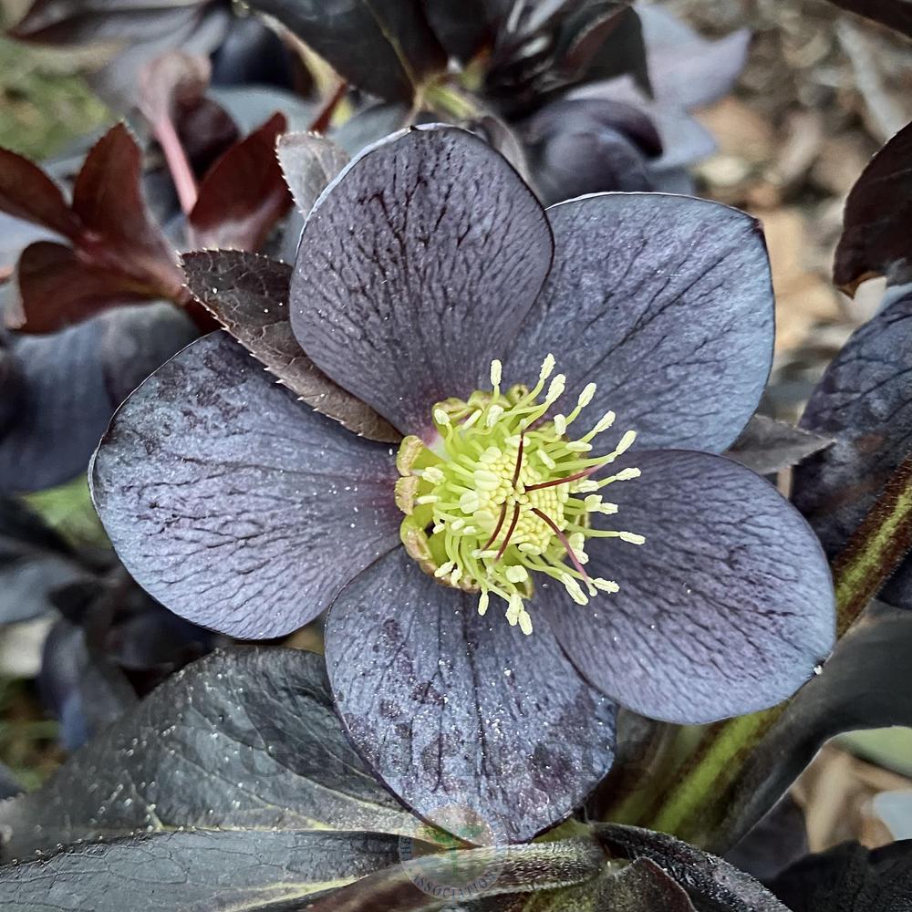 Hellebore (Helleborus Winter Jewels™ Black Diamond) in the Hellebores ...