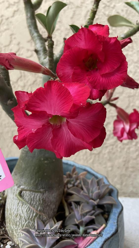 Photo of the bloom of Desert Rose (Adenium 'Shocking Pink') posted by ...
