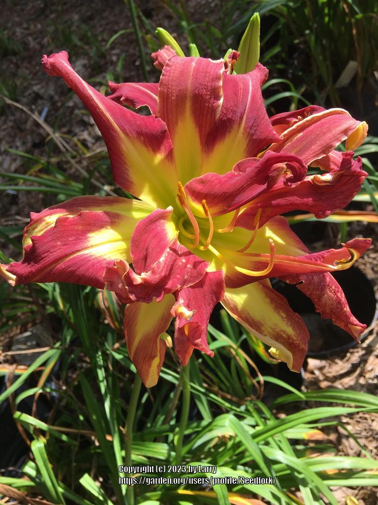 Daylily of the Day: Depends on the Whether in the Plants of the Day ...
