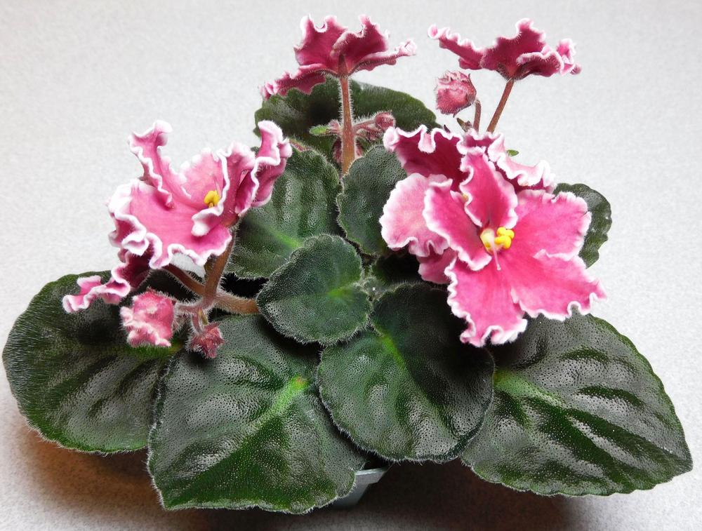 Photo of the entire plant of African Violet (Streptocarpus 'Rockin ...