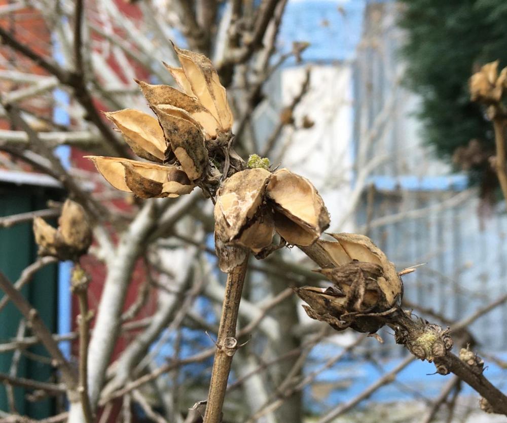 Tissue Paper Plant in the Plant ID forum - Garden.org