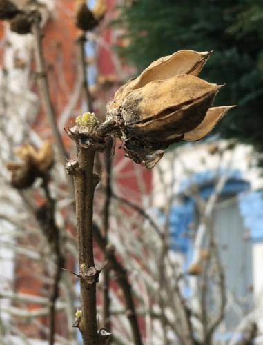Tissue Paper Plant in the Plant ID forum - Garden.org