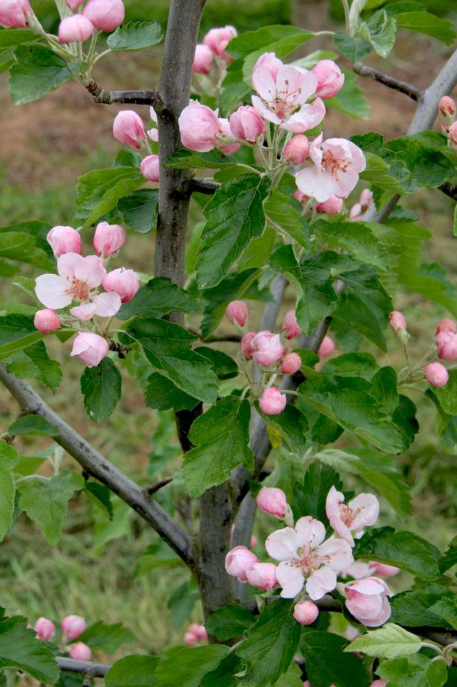 Photo of the leaves of Crabapple (Malus coronaria 'Elk River') posted by scvirginia - Garden.org