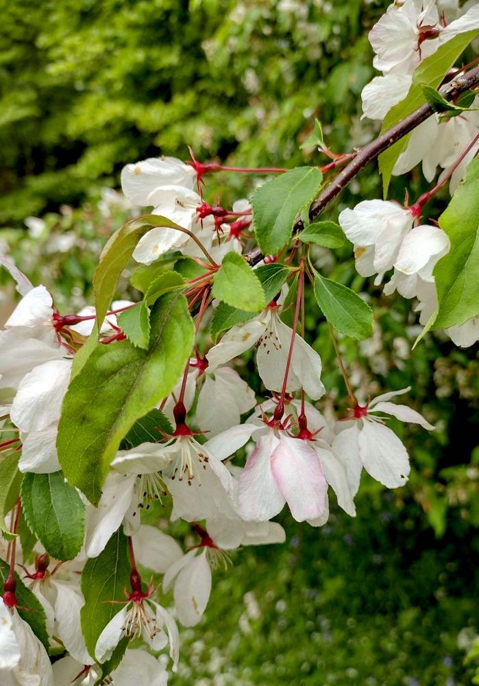 Photo of the bloom of Apple (Malus x arnoldiana) posted by scvirginia ...
