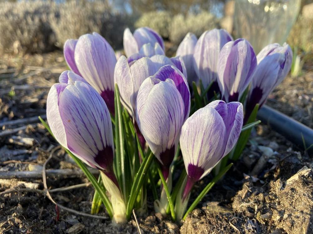 Photo of the bloom of Spring Crocus (Crocus vernus 'Pickwick') posted ...
