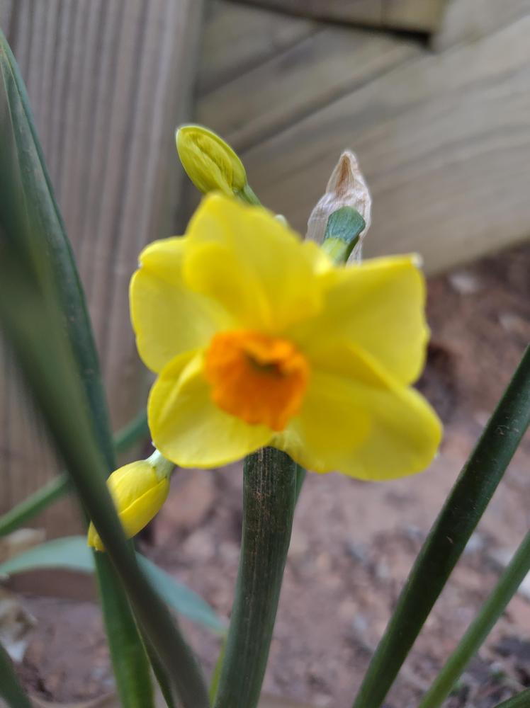 Daffodil (Narcissus 'Lothario') in the Daffodils Database - Garden.org
