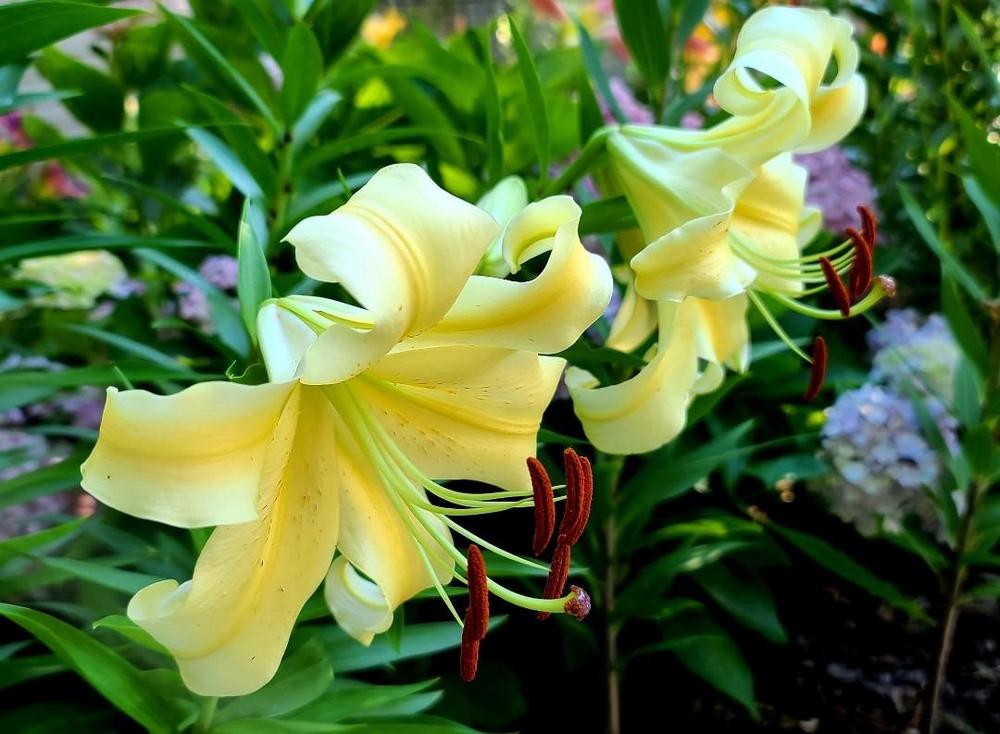 Photo of the bloom of Lily (Lilium 'Shine On') posted by ...