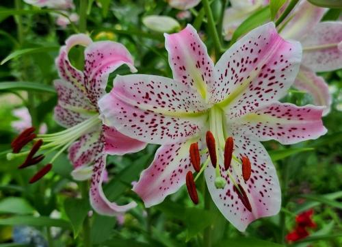 Cosmic Gumdrop in the Plant Database forum - Garden.org