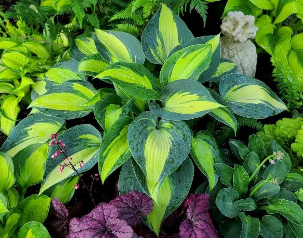 Photo of the entire plant of Hosta 'Touch of Class' posted by ...