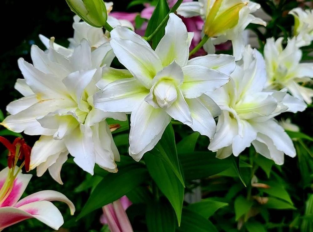 Lily (Lilium 'Angela') in the Lilies Database - Garden.org