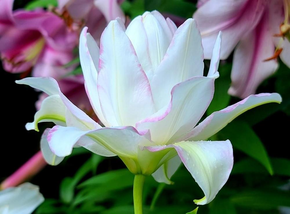 Photo of the bloom of Lily (Lilium 'Anouska') posted by ...